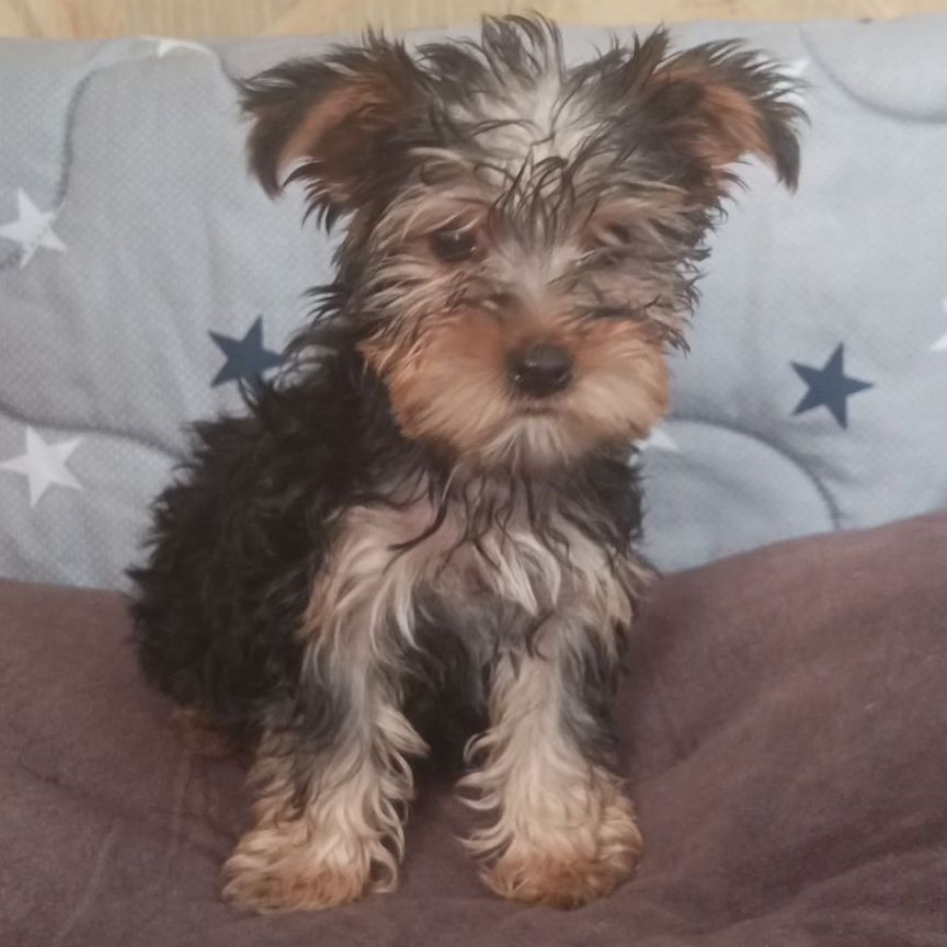 Йоркширский терьер, щенок