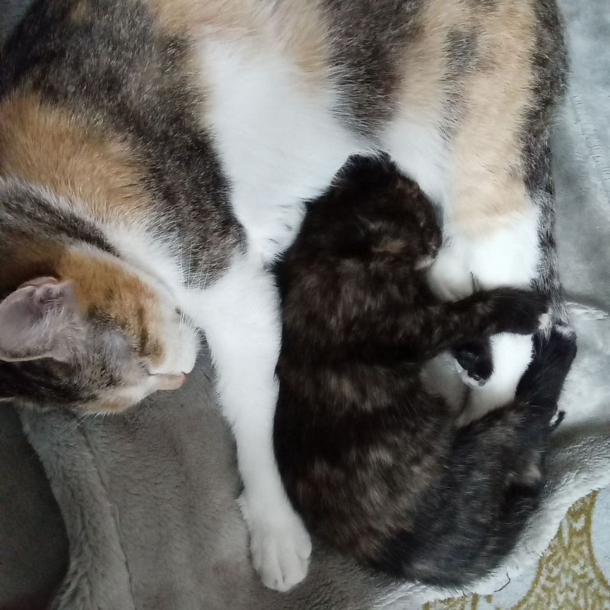 Котенок от кошки крысаловки