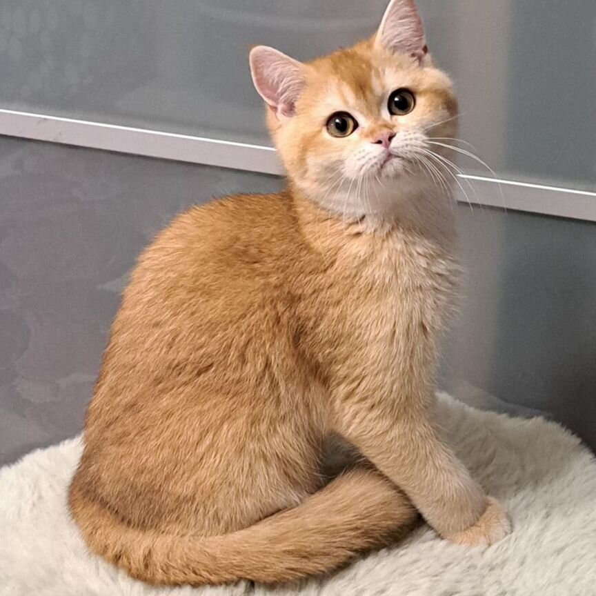 Шотландский вислоухий короткошёрстный котёнок