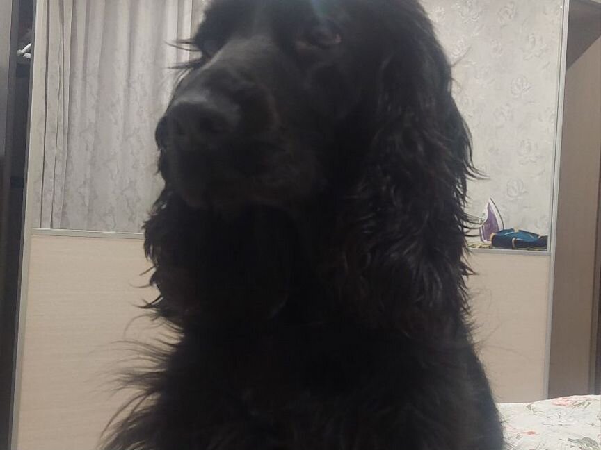 Английский Кокер спаниель