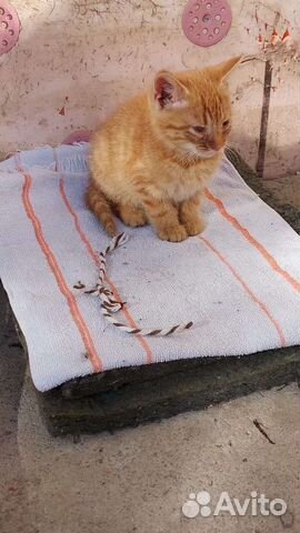 Котёнок Филя, 2 мес, ищет дом