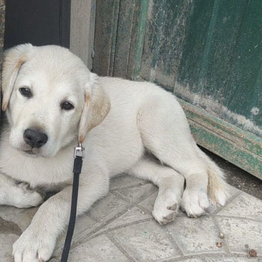 Щенки лабрадора