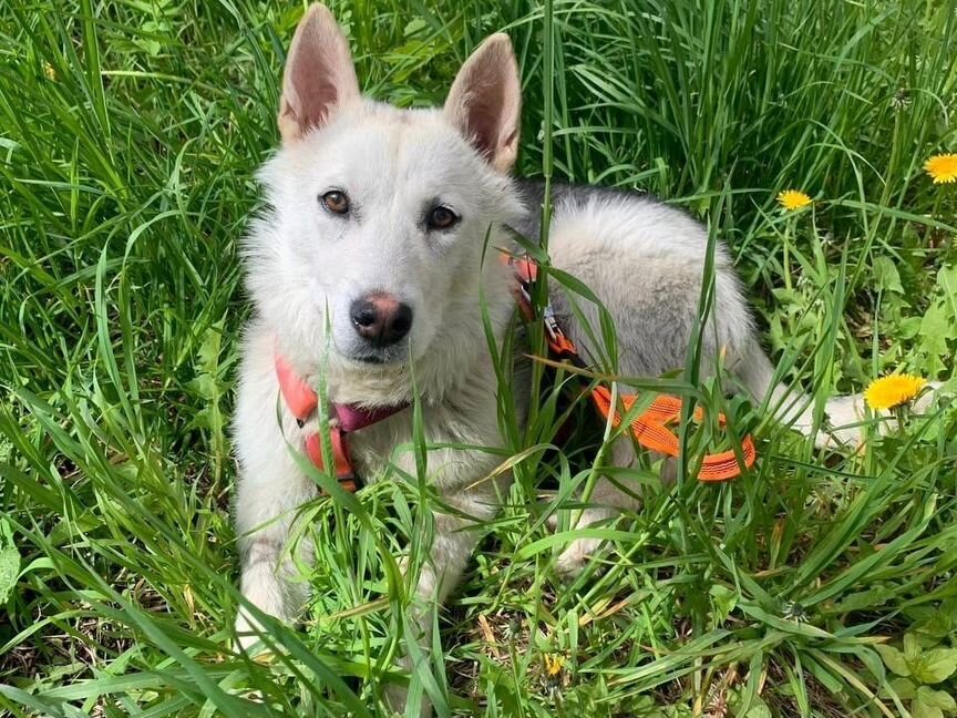 В добрые руки