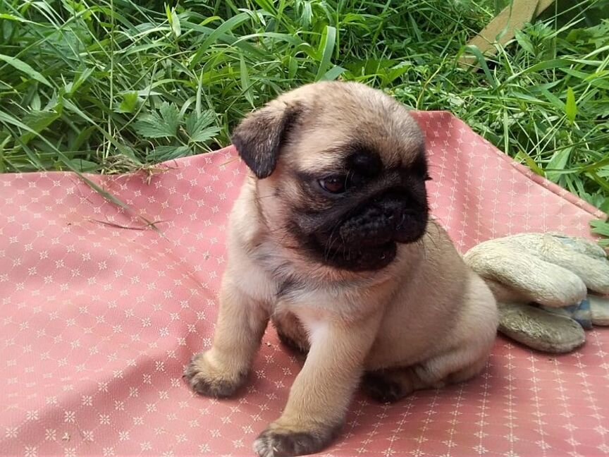 Щеночки мопса из питомника