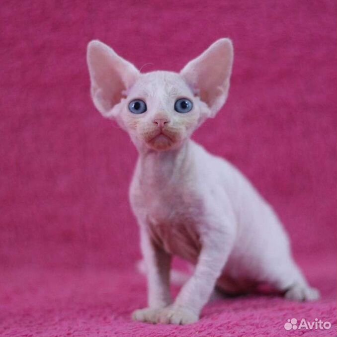 Белоснежные котята Девон-рекс