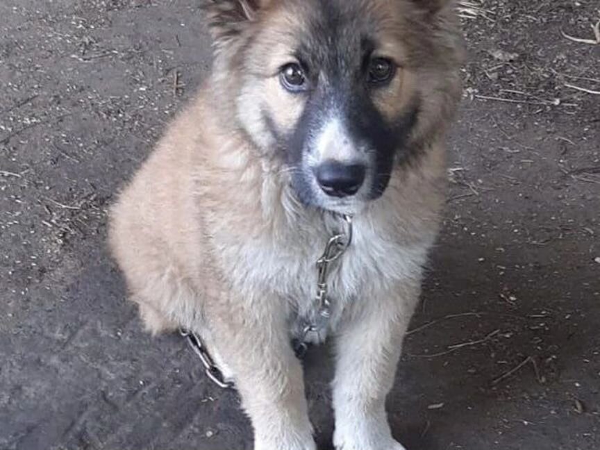 Щенок в добрые руки бесплатно