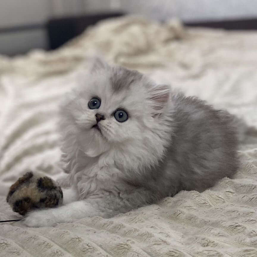 Шикарный котик