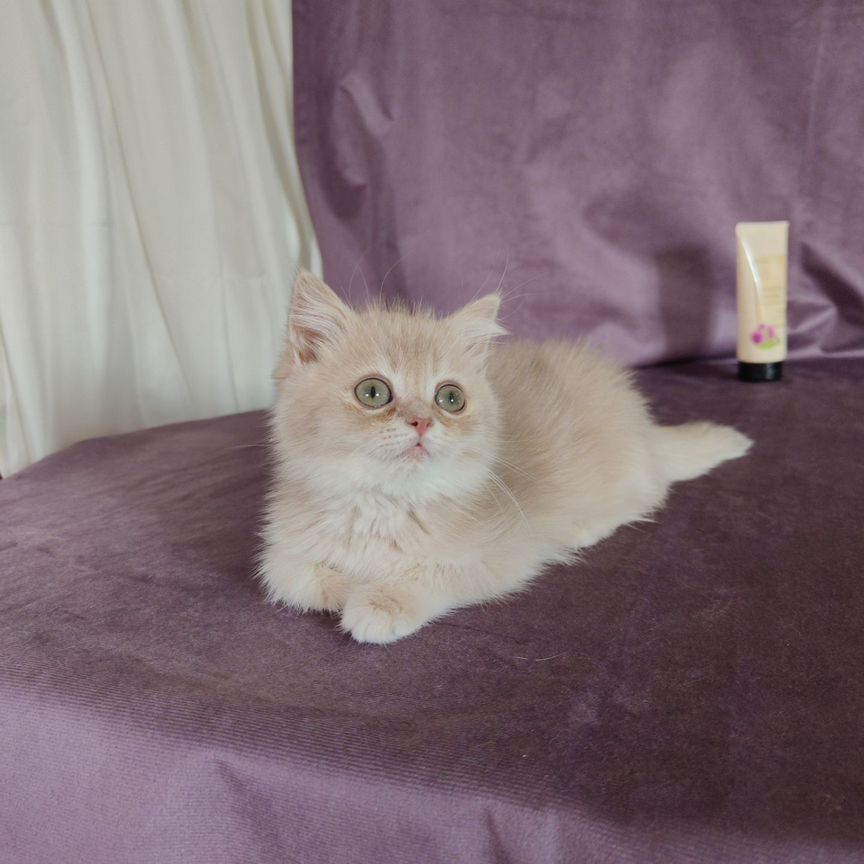 Кошки