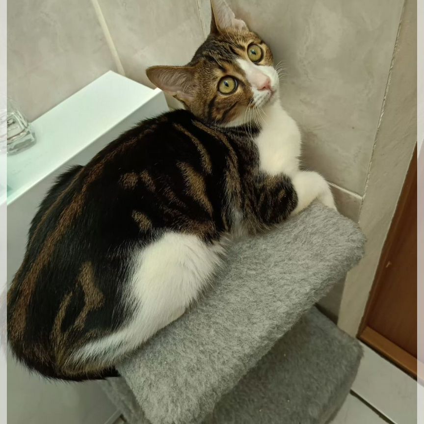 Отдам в хорошие руки кота