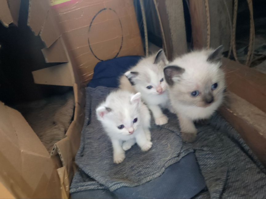 Сиамская кошка