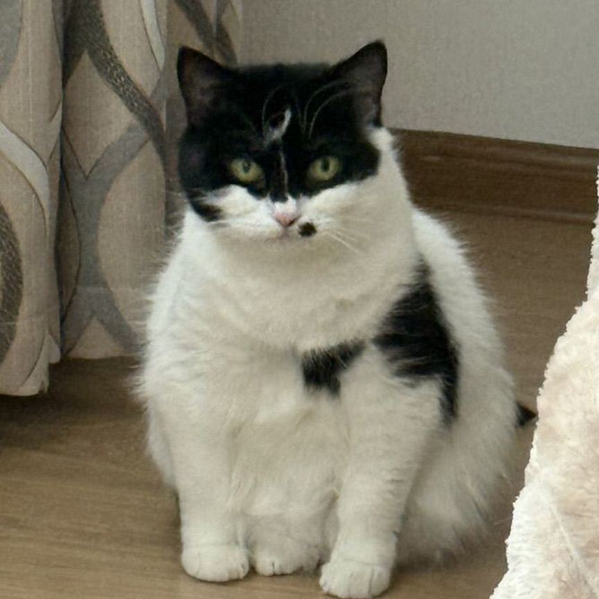 Взрослая, кошка в добрые руки