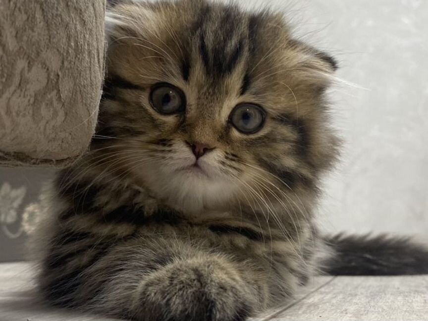 Шотландские вислоухие котята