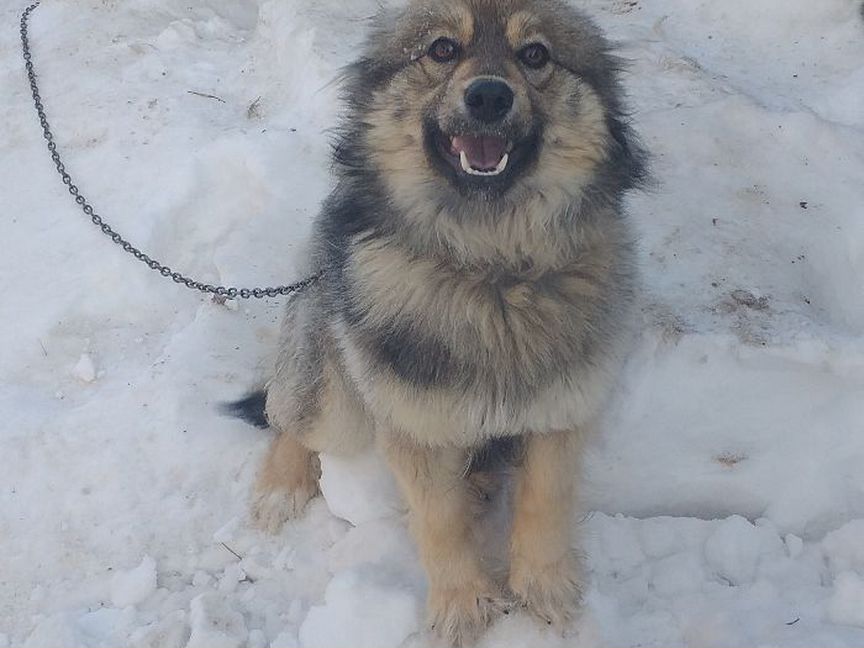 Смесь овчарки и дворняжки