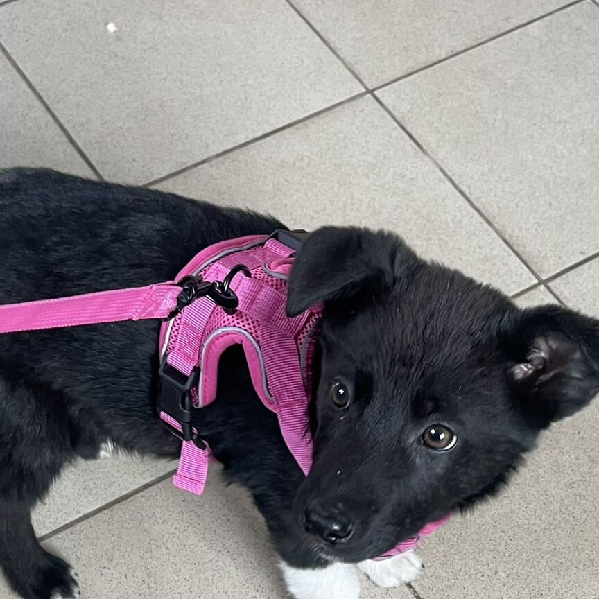 Отдам в добрые руки