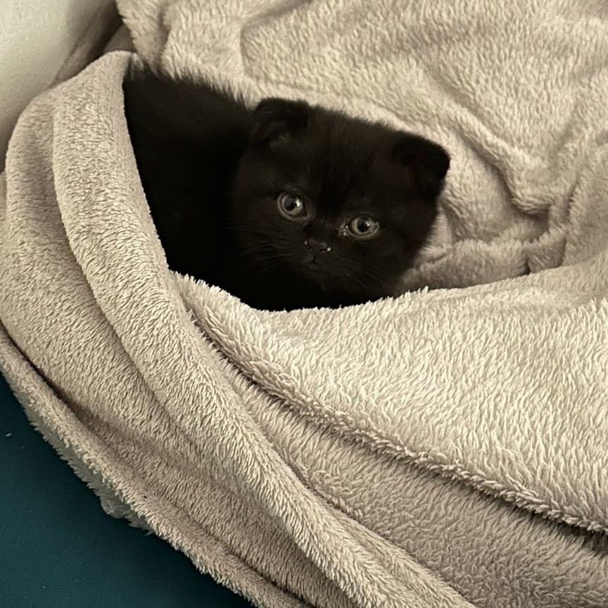 Черный котенок вислоухий шотландец