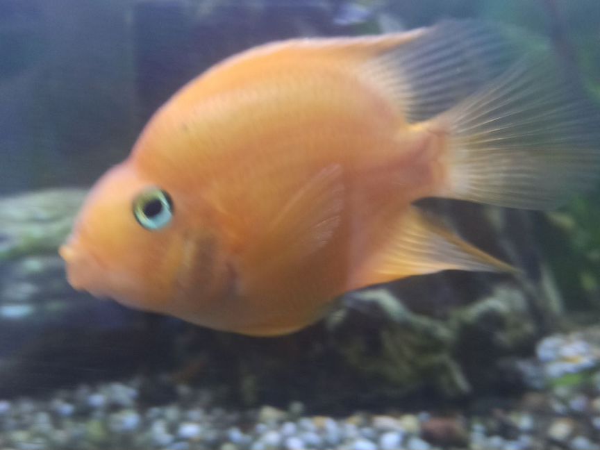 Рыбки попугай, лабио