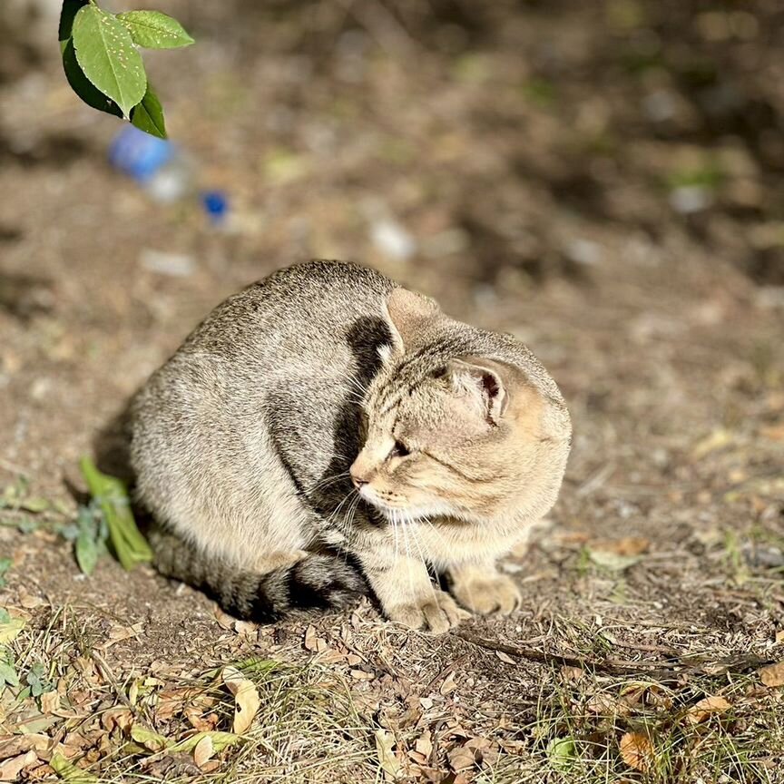 Котенок окраса Рысь (5 месяцев)