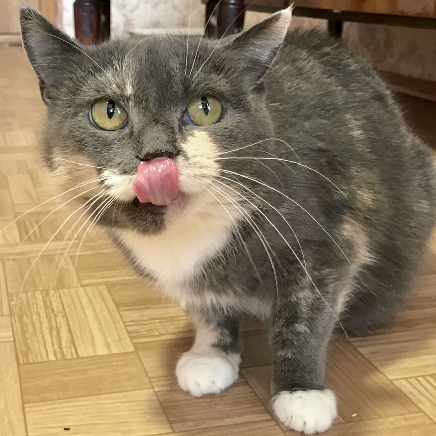 Кошка Тоня