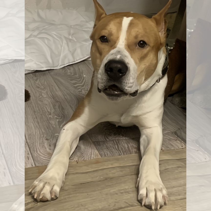 Американский стаффордширский терьер, щенок