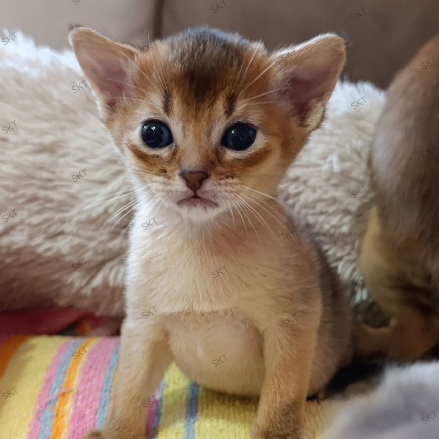 Абиссинские котята