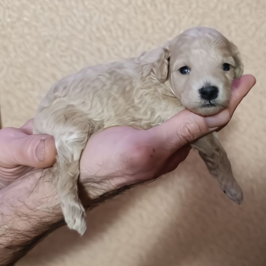 Той-пудель, щенок