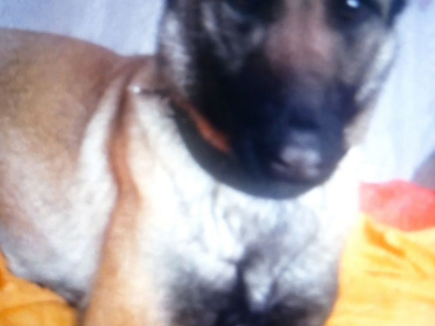 Бельгийская овчарка малинуа