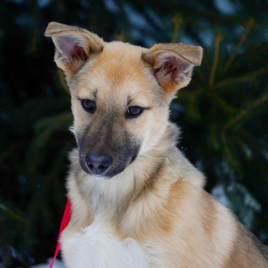 Подопечная приюта