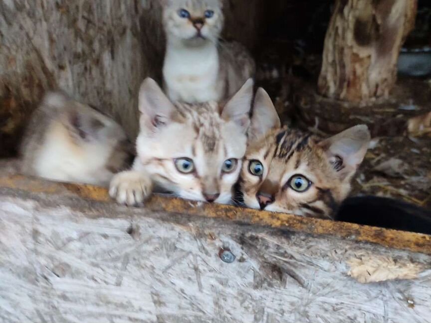 Бенгальские котята