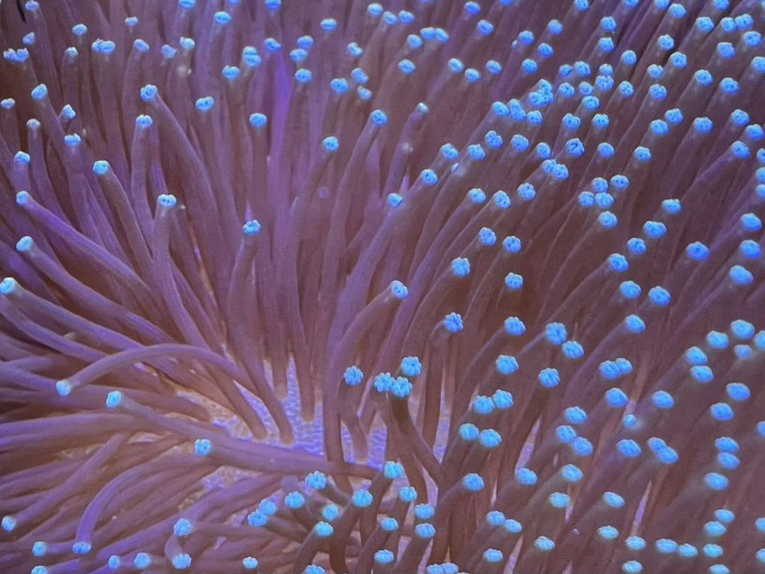 Саркофитон