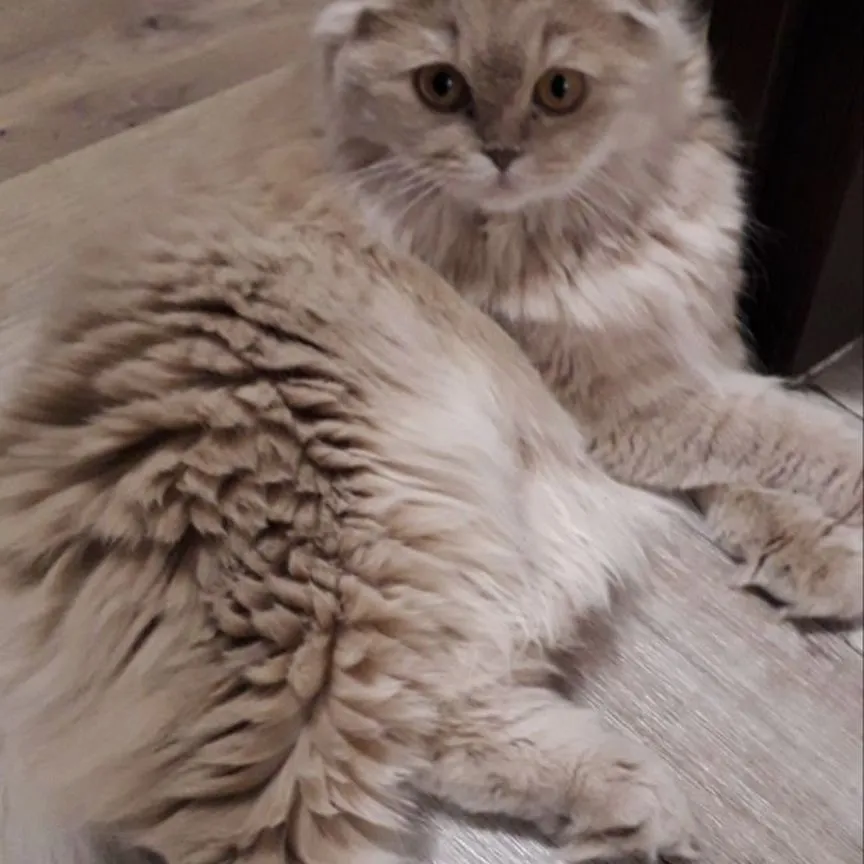 Шотландская вислоухая кошка