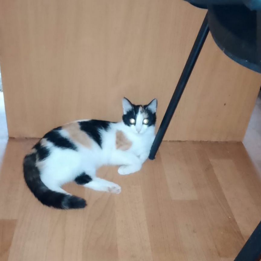 Подростки котятки