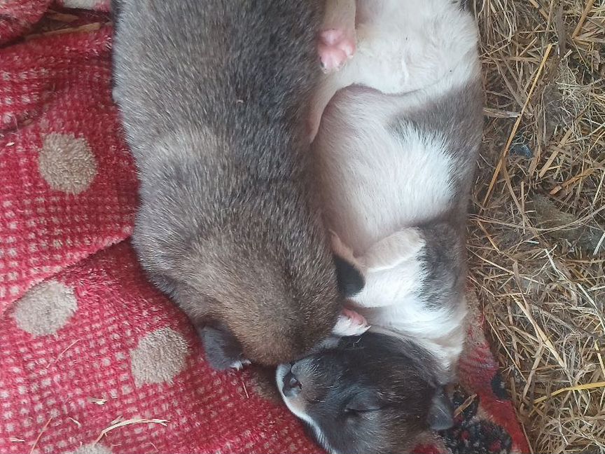 Щенки американской акиты