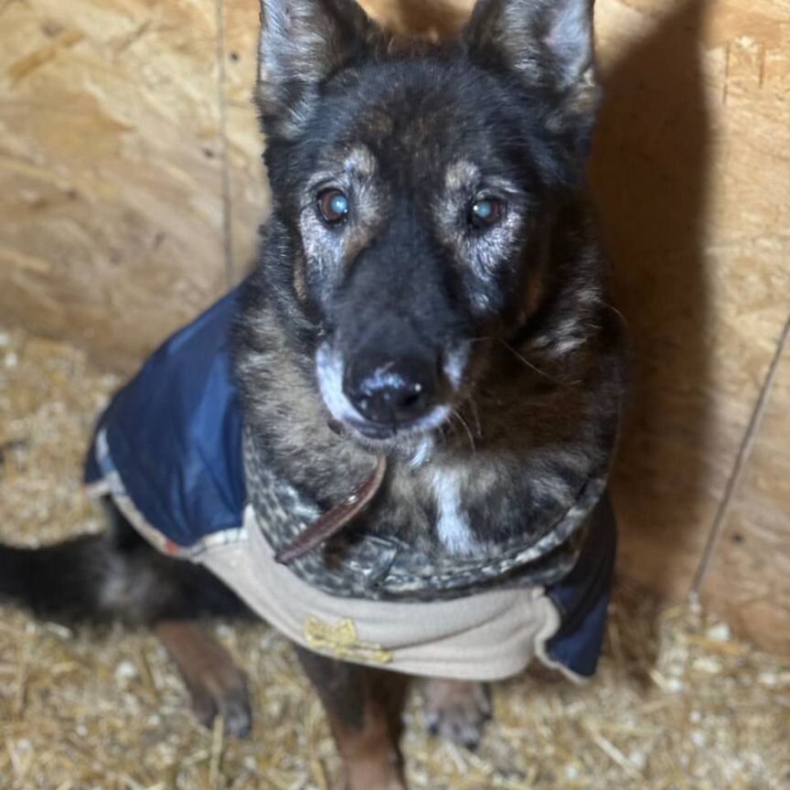 Собака Блюз без зубов. Живет в приюте Некрасовка