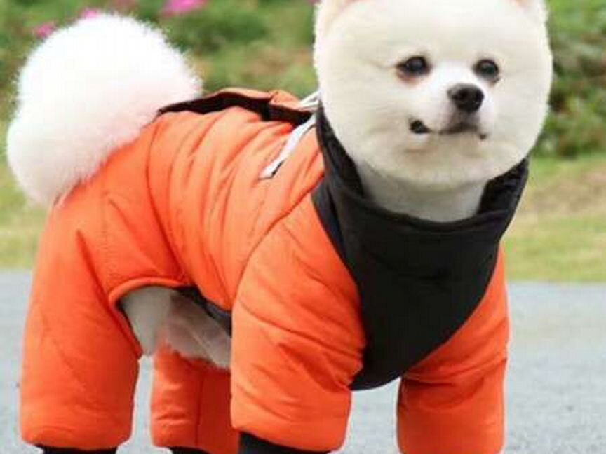 Зимний костюм для собак