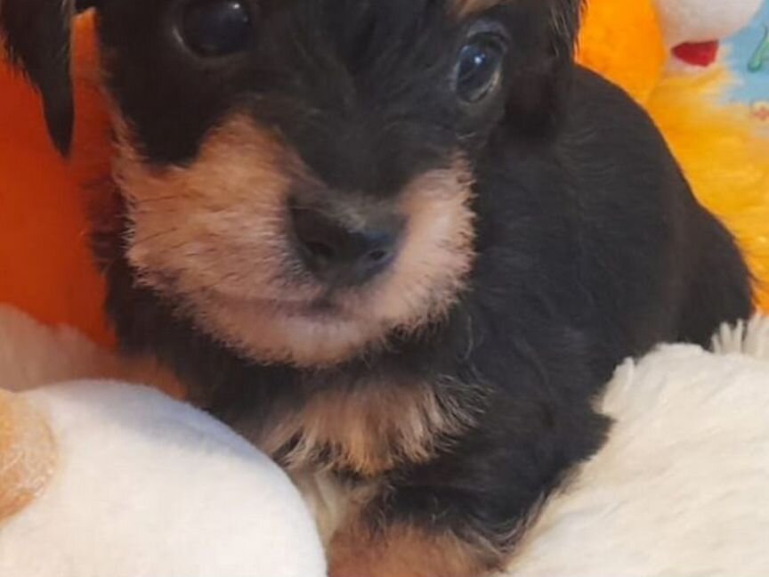 Маленькая собака