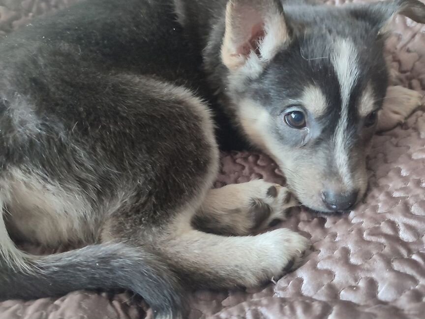 Айва ищет дом