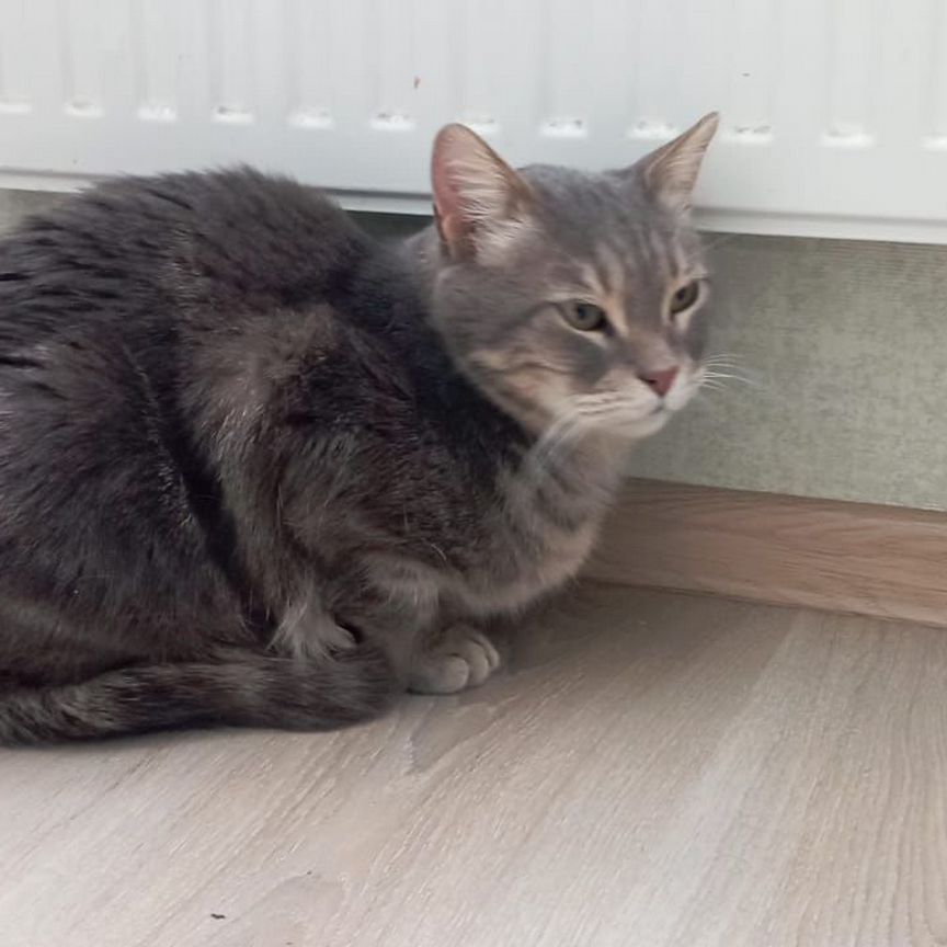 Котик из Иерусалима