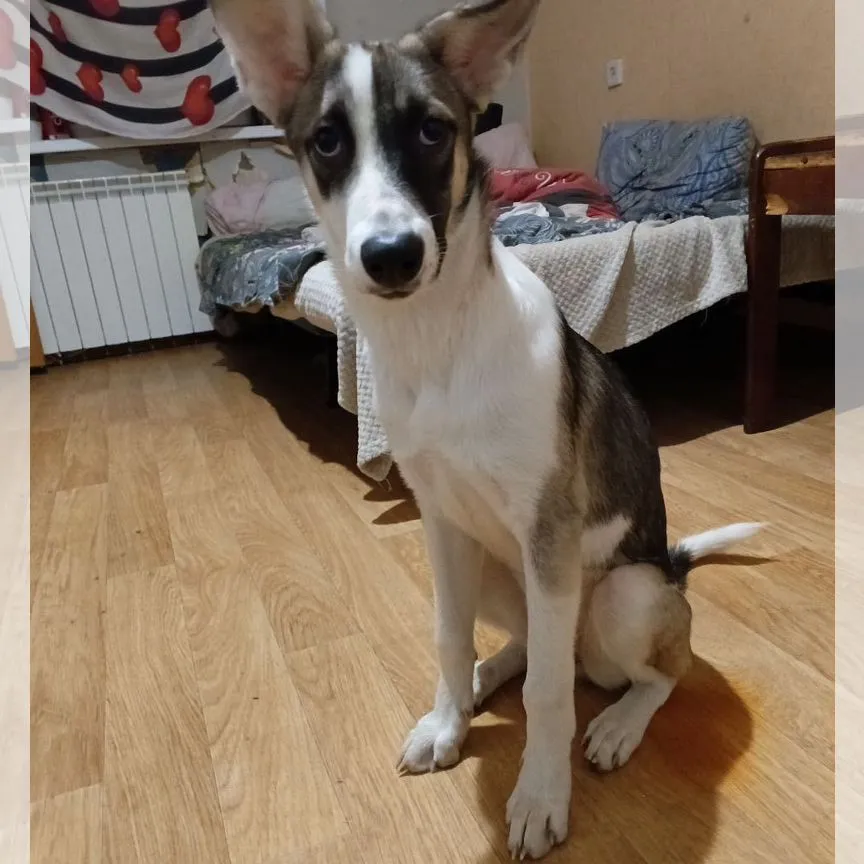 Щенок в добрые руки бесплатно