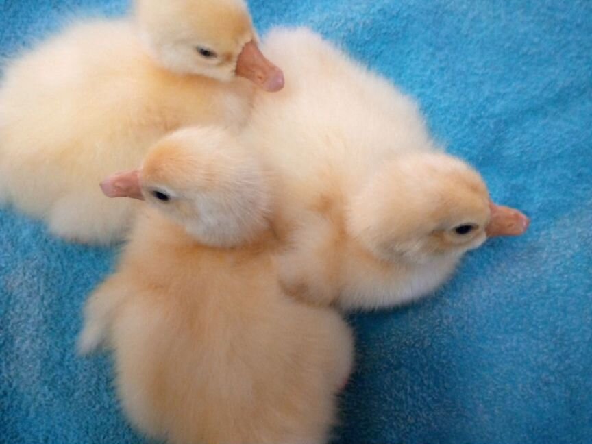 Гусята Линда