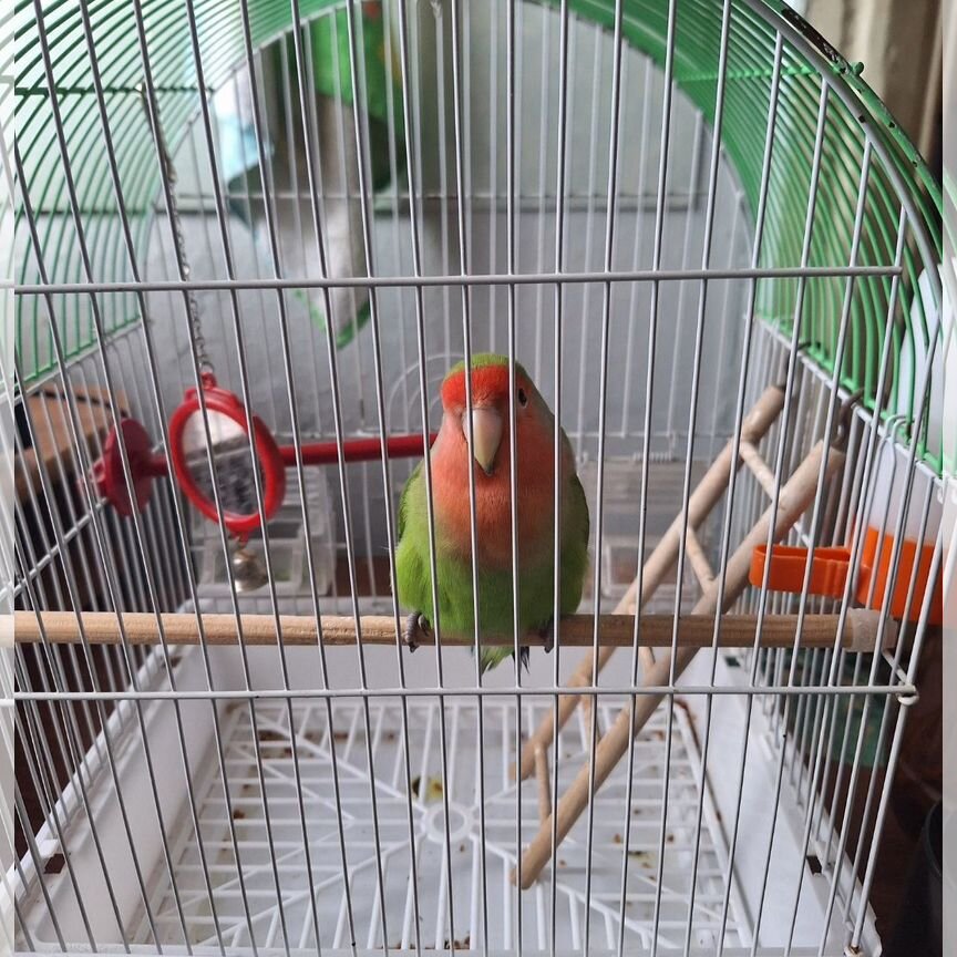 Клетка для попугая