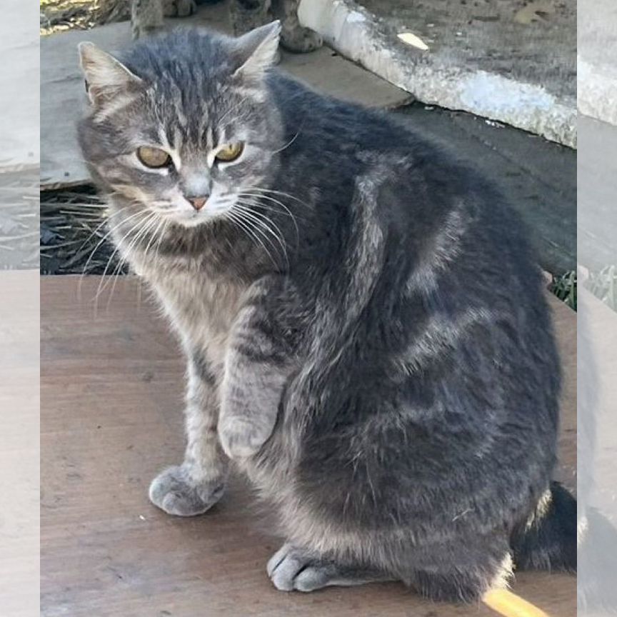 Европейская короткошёрстная, взрослая кошка