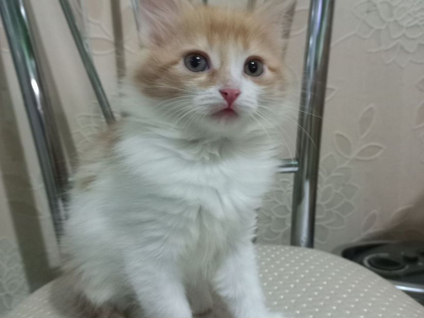 Бело рыжий котенок