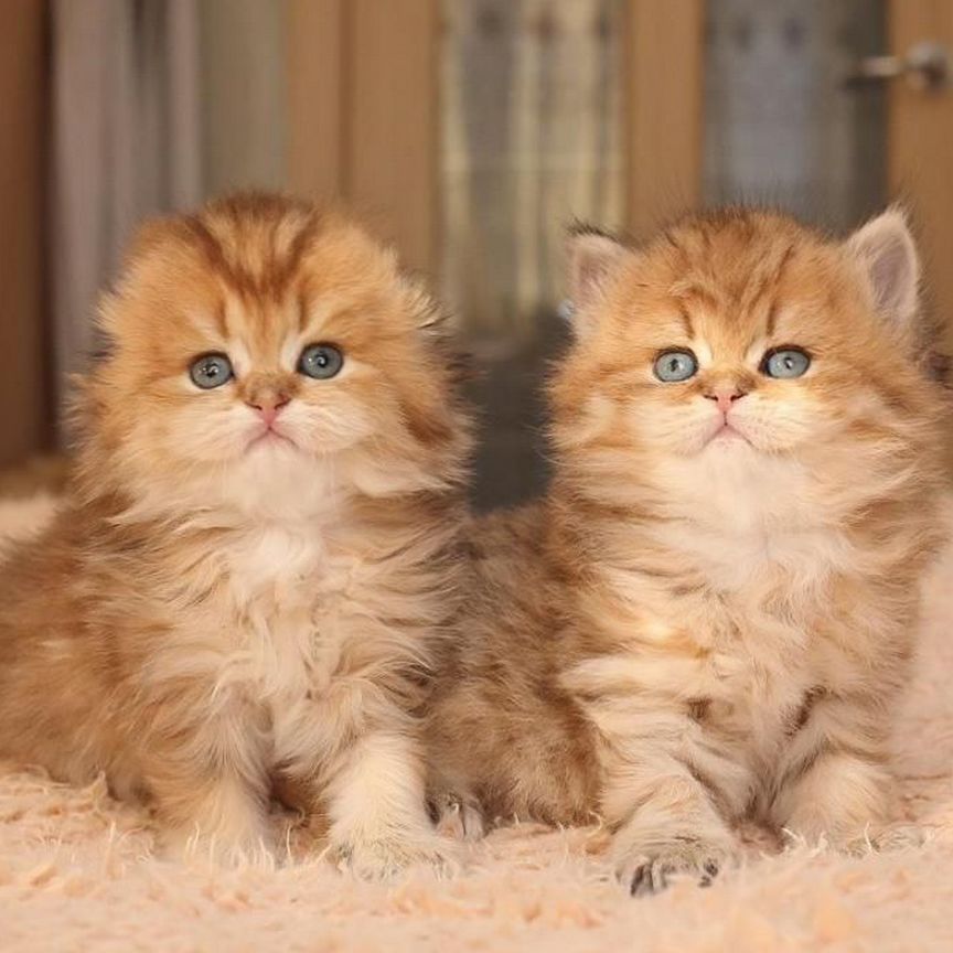Шотландские золотые котята