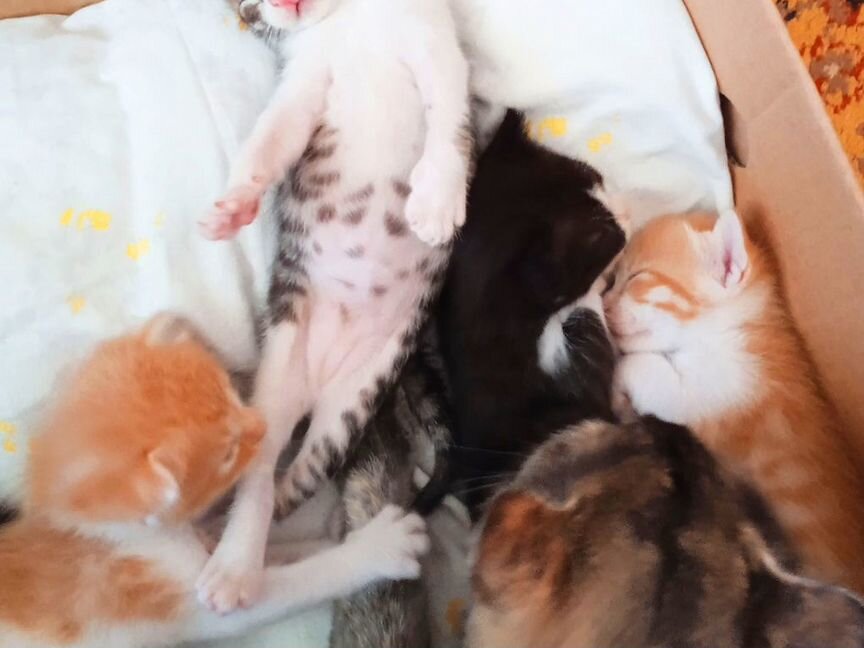 Раздаю домашних котят