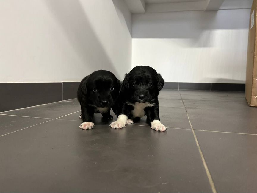 Собака в добрые руки отдам бесплатно