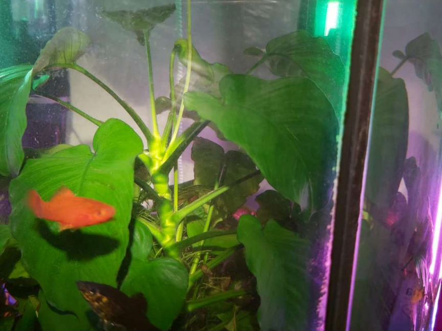 Анубиас цветущий