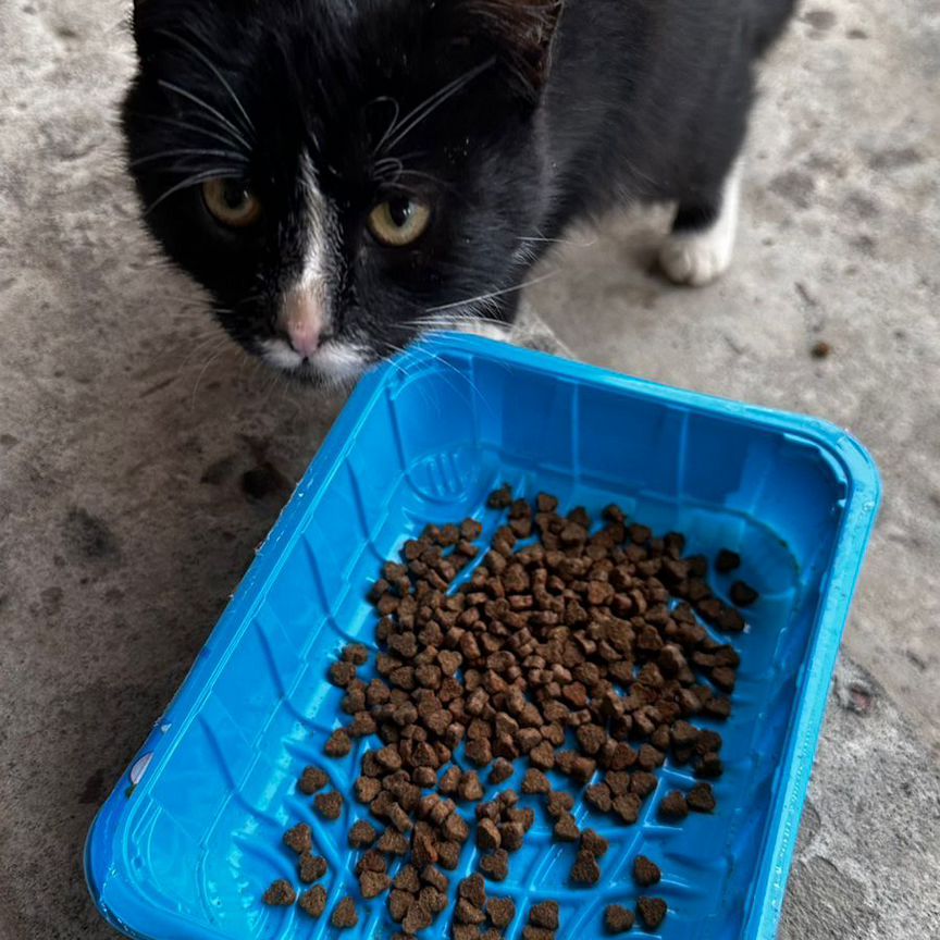 Котик бесплатно