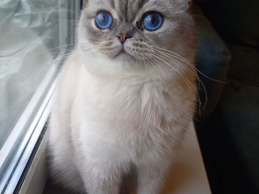 Котенок шотландский прямоухий