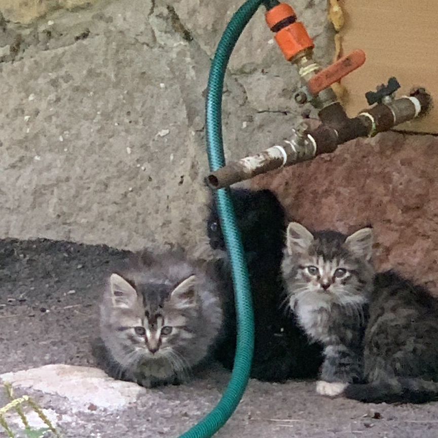 Котята в добрые руки