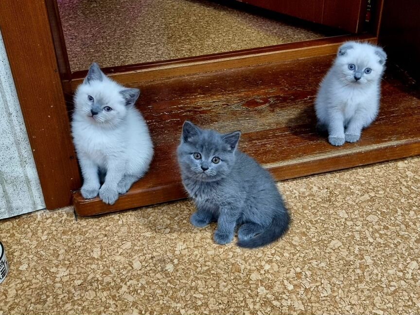 Шотландские котята